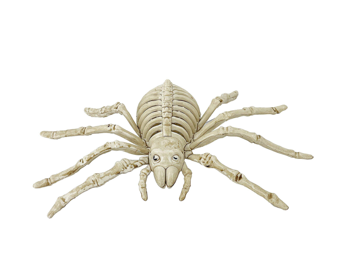 Bone Color Spider Skeleton Halloween Decoration – 10-Inch Spooky and R ...